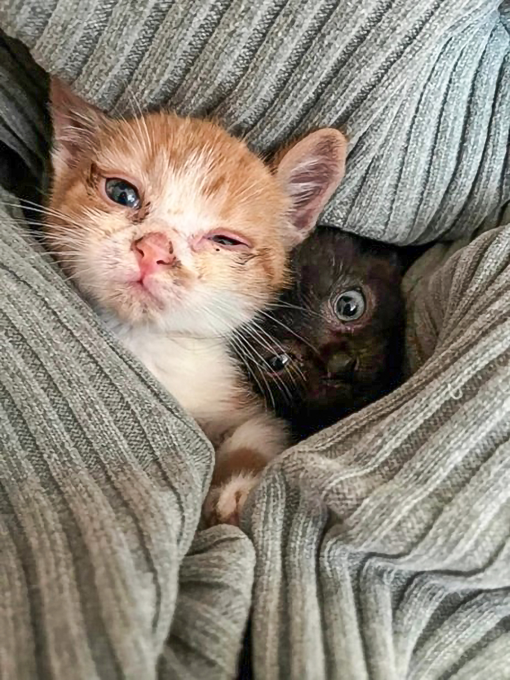 Proanima soigne plusieurs chatons malades - Le Richelieu