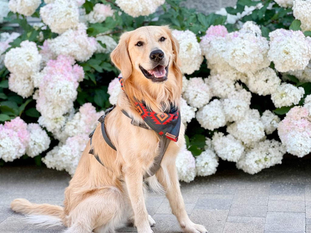 Proanima lance son calendrier 2024 - Le Richelieu