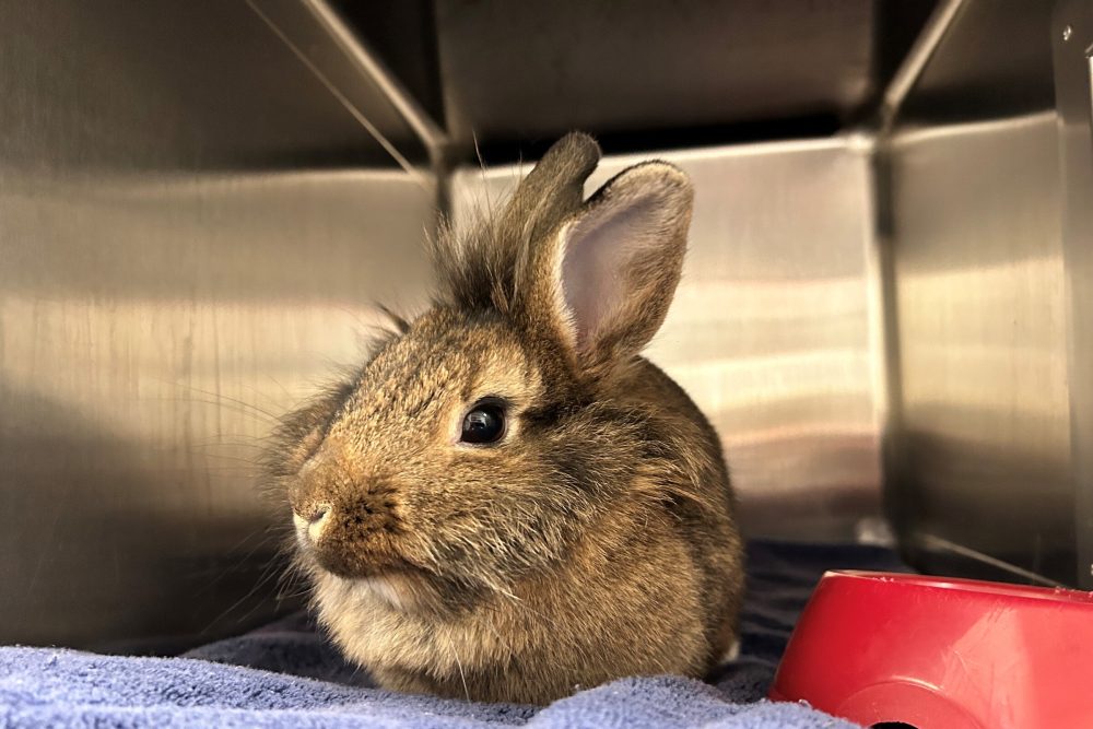 Lila est une lapine pleine de vie - Le Richelieu