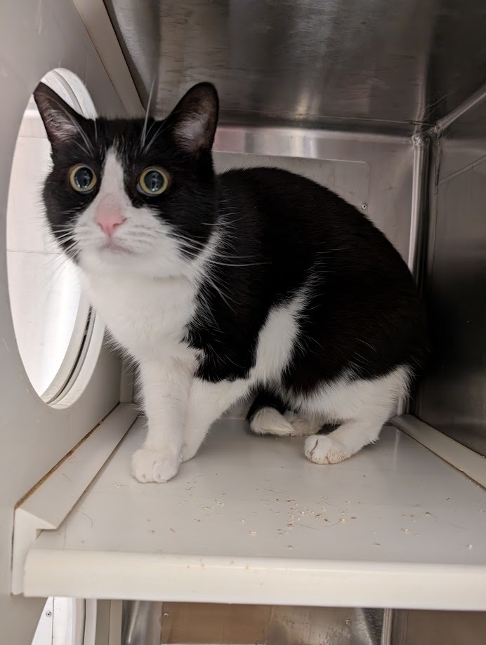 Lucky est très attachant - Le Richelieu